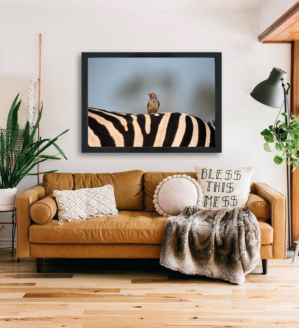 Pájaro zebra - Caza Cuadros